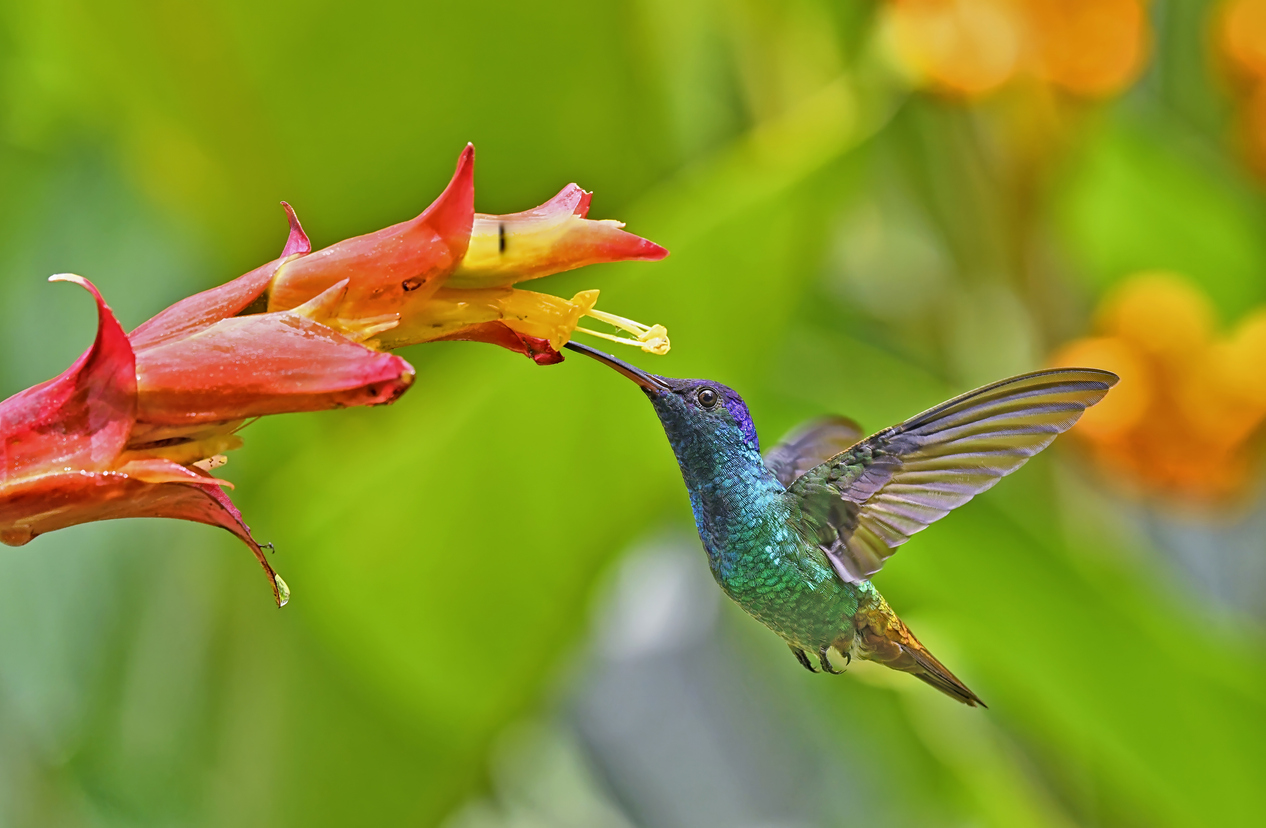 The Tiny Hummingbird: God Cares for Your Smallest Concerns - Janet DeCaster